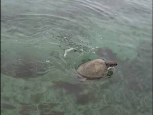 Turtle a rare sighting in Coffin Bay | Port Lincoln Times