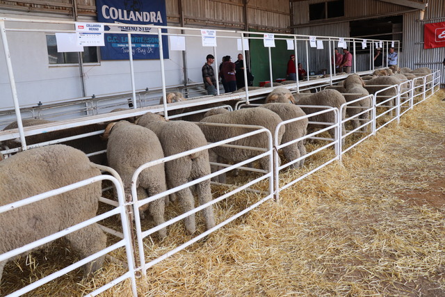 Collandra generates strong clearance | Port Lincoln Times