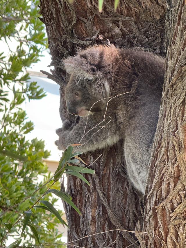 Koala heads for the city | Port Lincoln Times